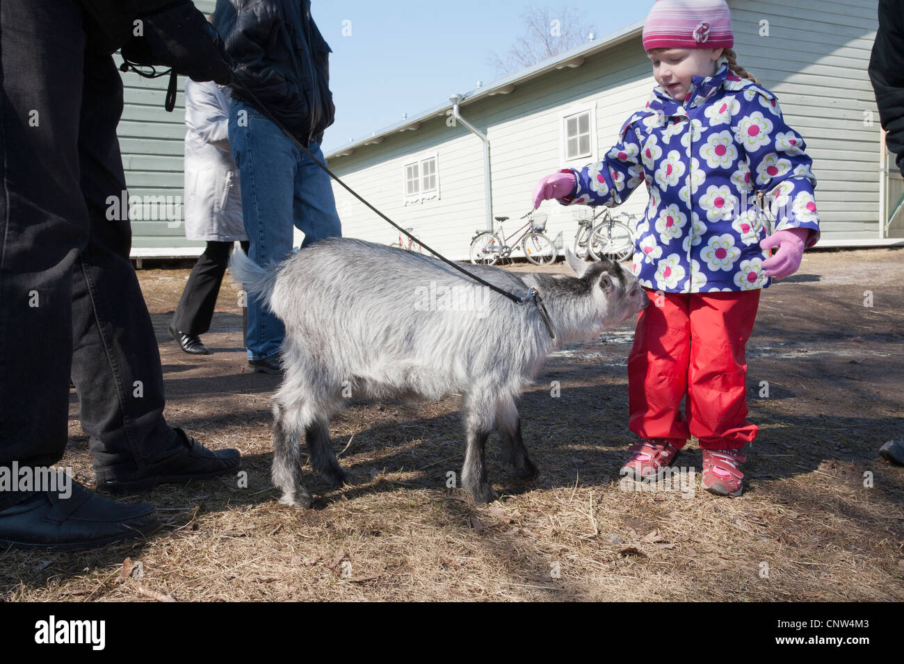 3 months old pygmy goat Stock Photo - Alamy