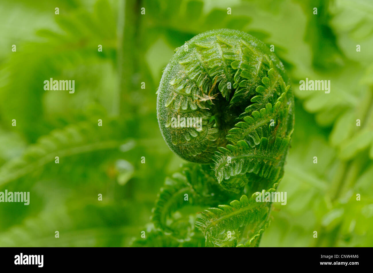 rolled up fronds, Germany Stock Photo - Alamy
