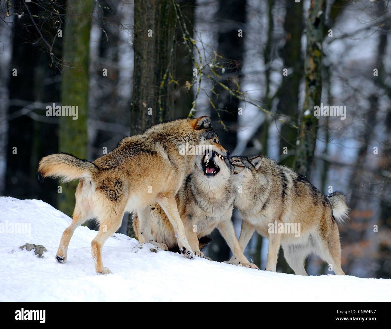Wolf Pups Play Fighting