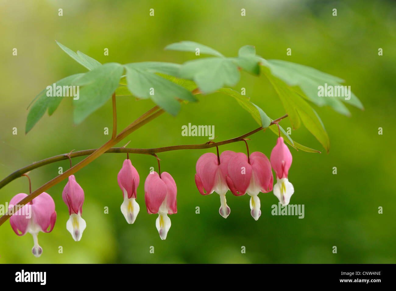 common bleeding heart (Dicentra spectabilis), inflorescence Stock Photo ...