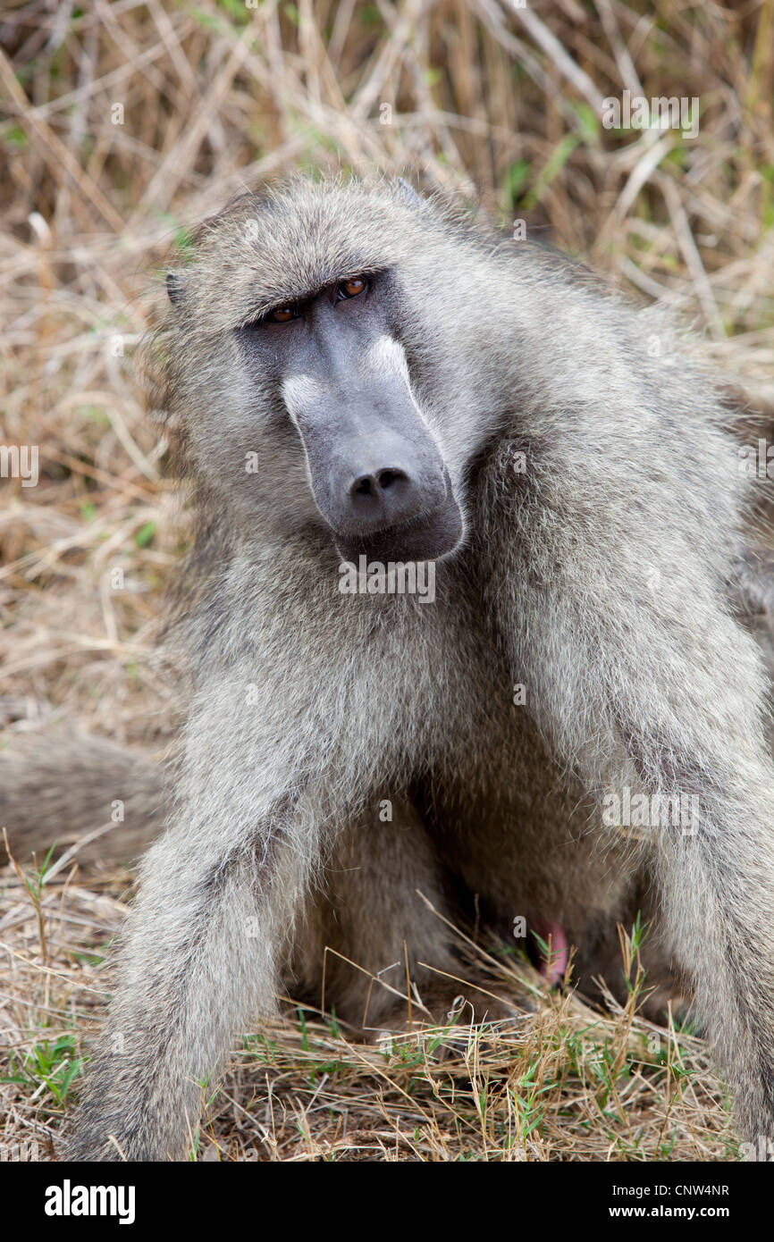 Monkey bum High Resolution Stock Photography and Images - Alamy