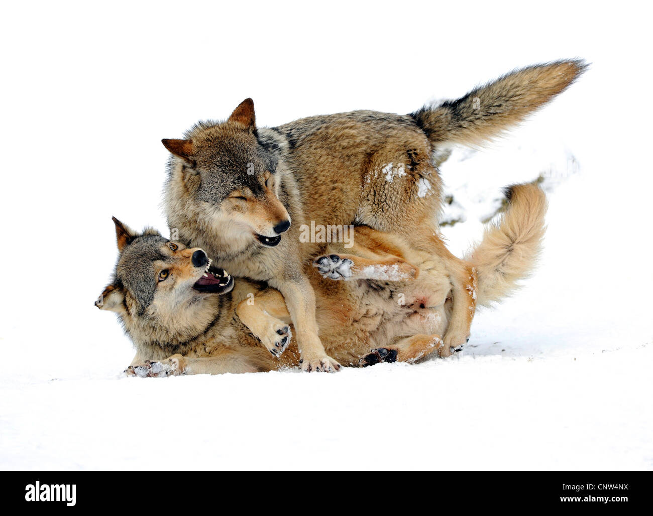 timber wolf (Canis lupus lycaon), strength competition, Germany Stock ...