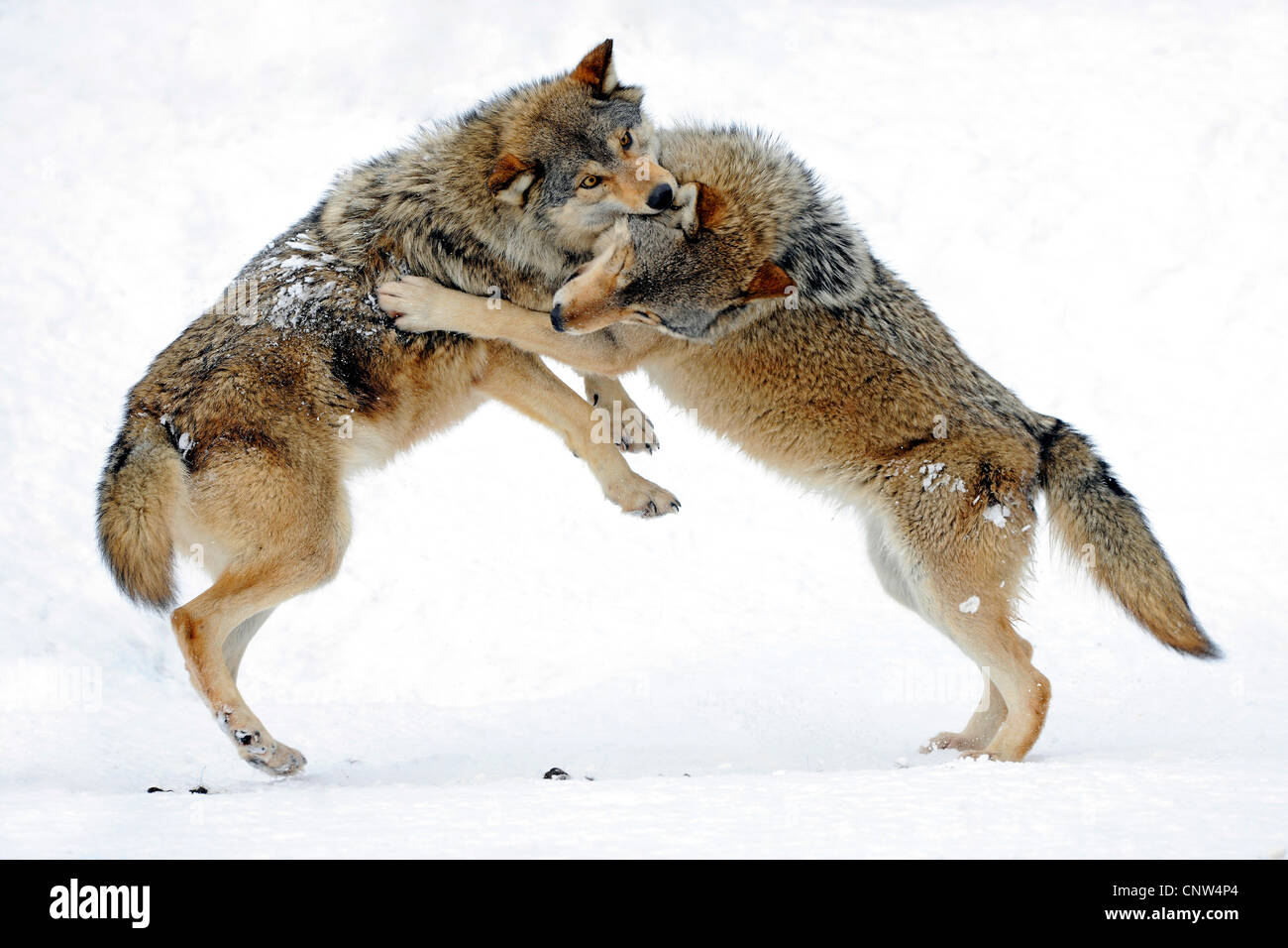 timber wolf (Canis lupus lycaon), strength competition between, Germany ...