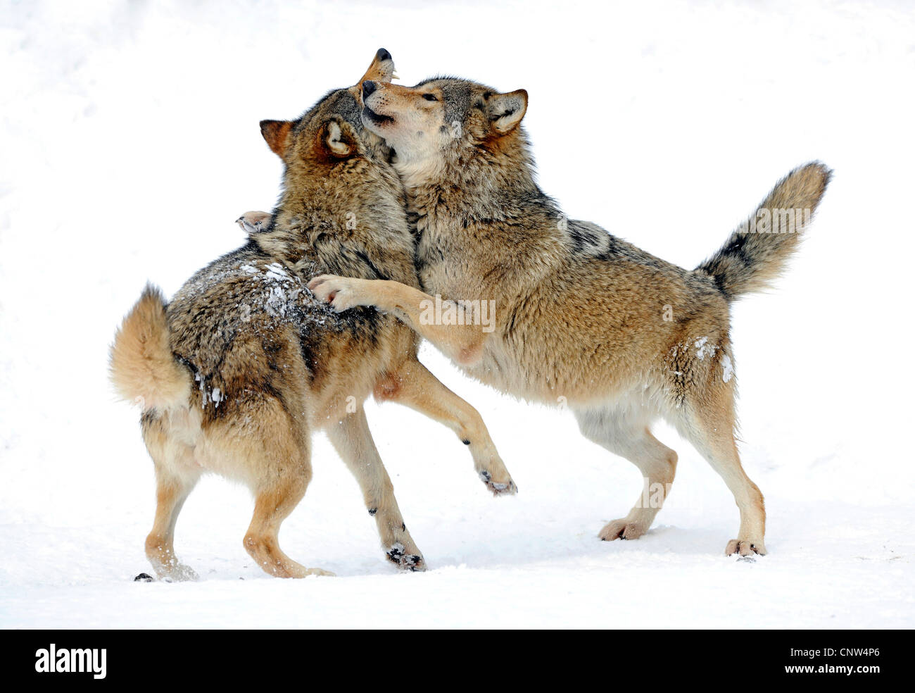 timber wolf (Canis lupus lycaon), strength competition between, Germany ...