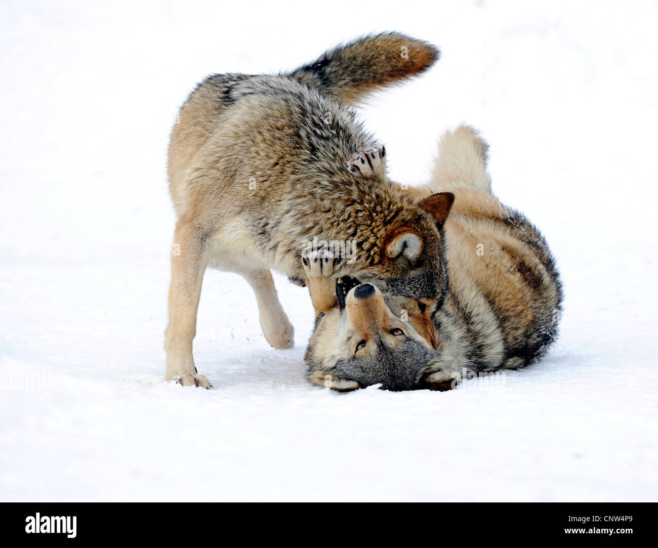 timber wolf (Canis lupus lycaon), strength competition, Germany Stock ...