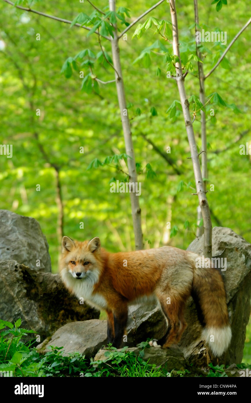red fox (Vulpes vulpes), fox in front of its' den in spring, Germany ...