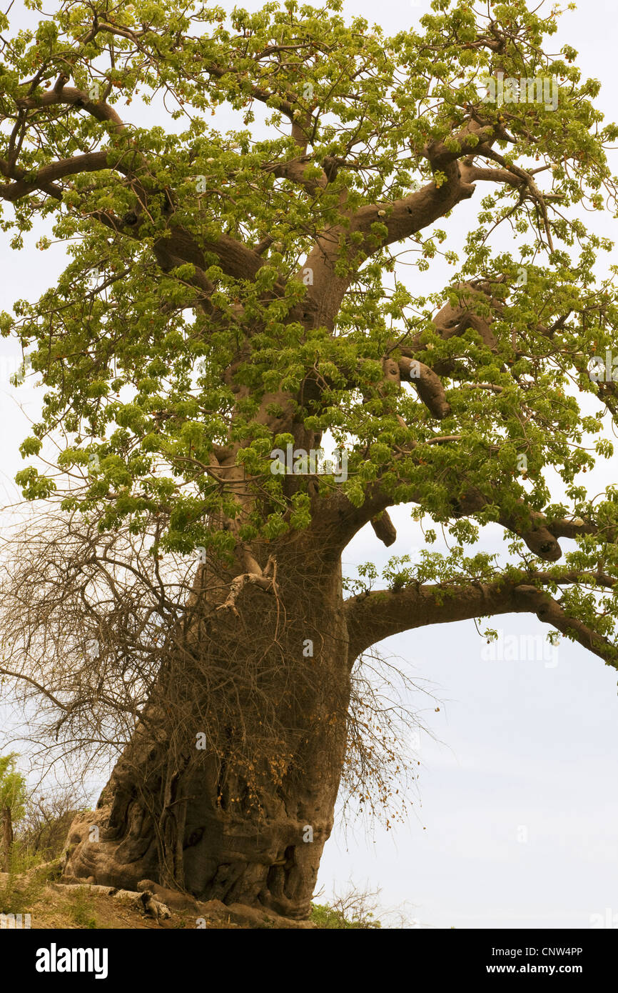 Monkey bread tree hi-res stock photography and images - Alamy