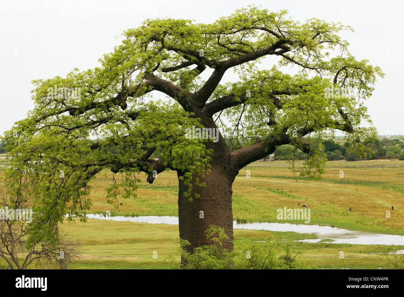 Tamarind tree hi-res stock photography and images - Alamy