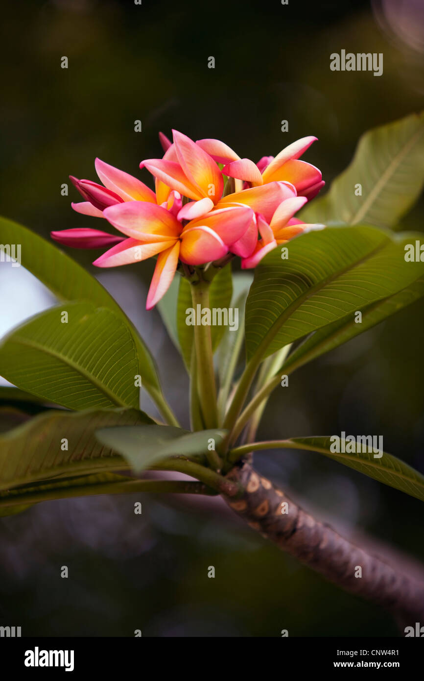 Red Plumeria Plumeria Rubra High Resolution Stock Photography and ...