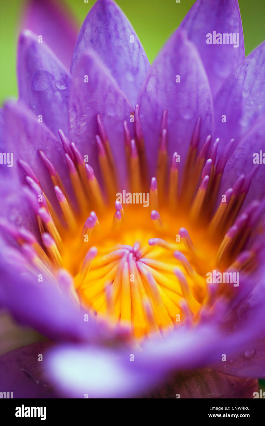 tropical waterlily (Nymphaea colorata), flower of a water lily ...