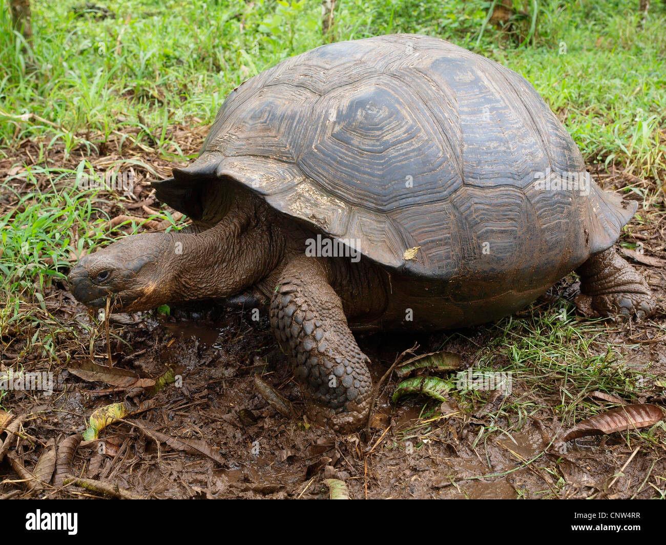 Galapagos giant tortoise (Geochelone elephantopus, Geochelone nigra ...