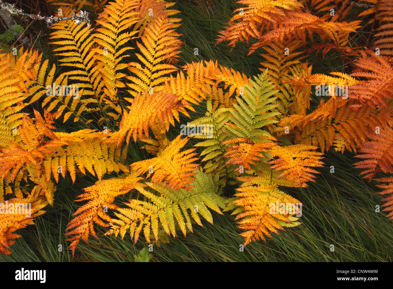 Autumn fern hi-res stock photography and images - Alamy