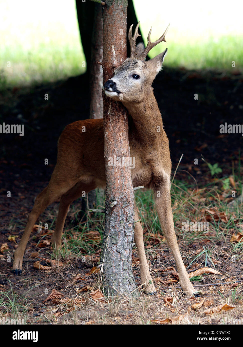 Roe deer marking hi-res stock photography and images - Alamy