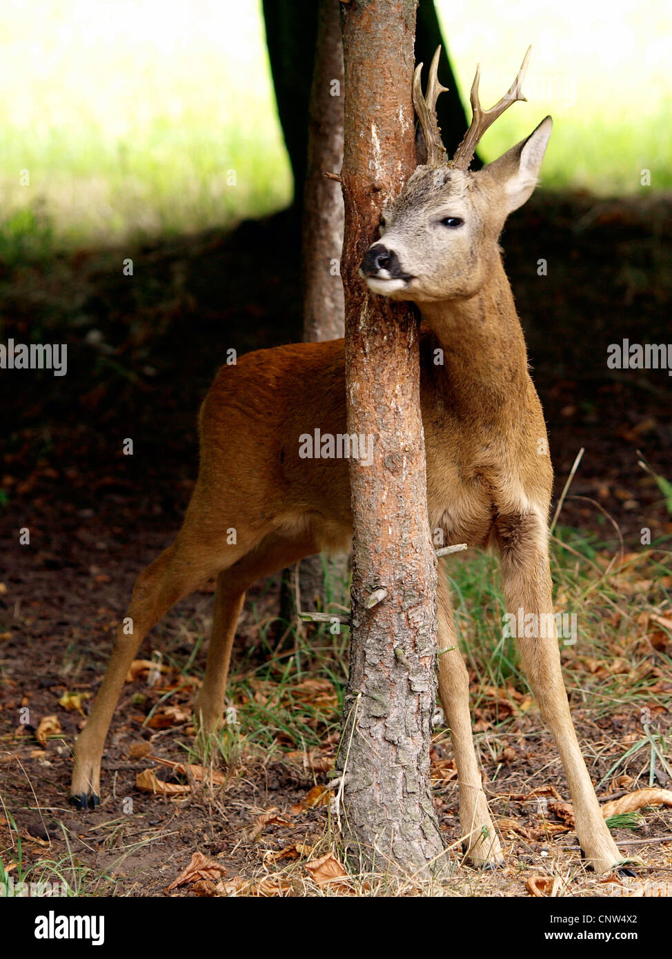 Trees marking hi-res stock photography and images - Alamy