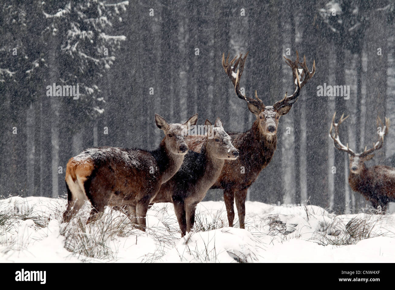 red deer (Cervus elaphus), deers on a clearing during snow fall ...