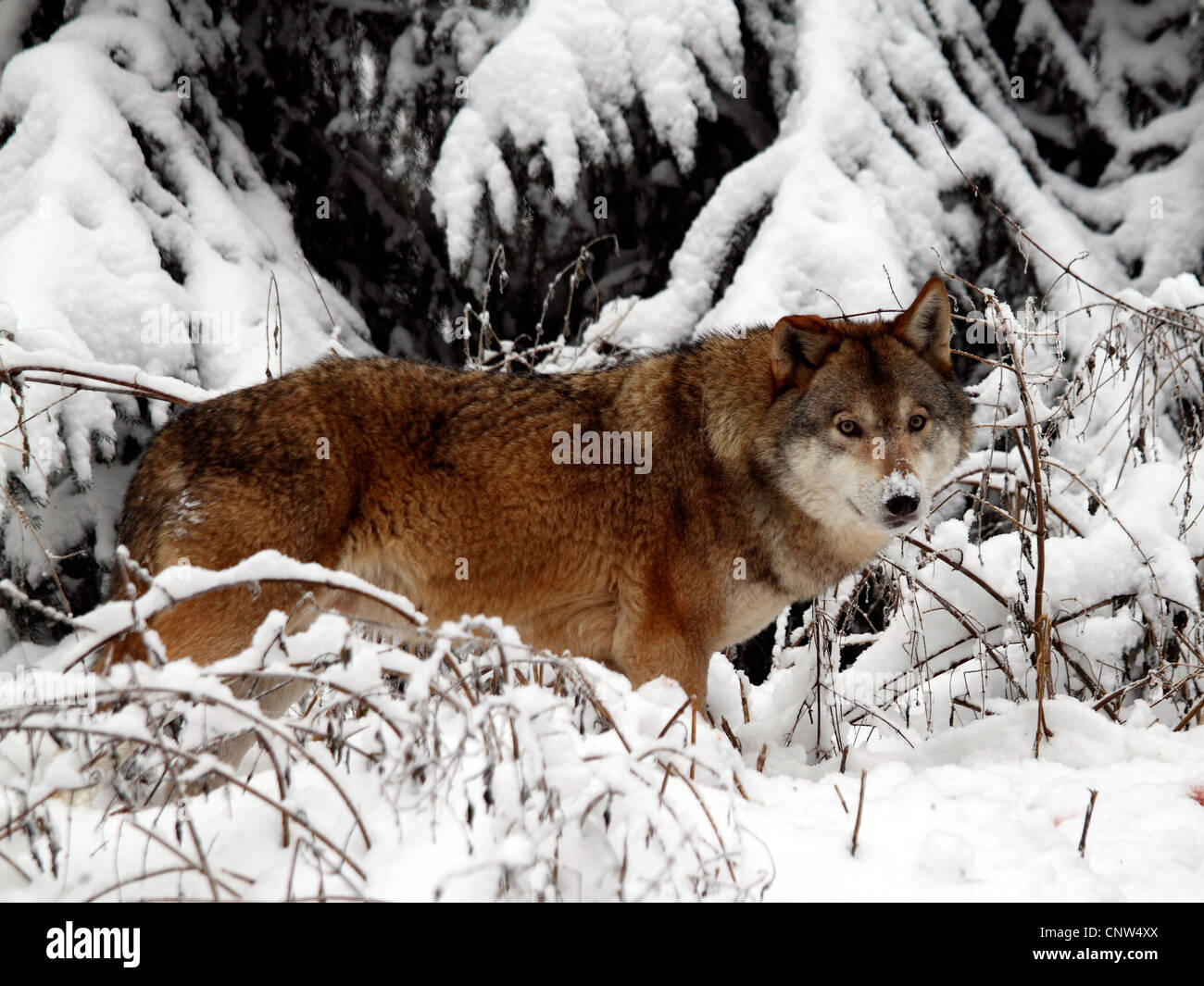 European gray wolf (Canis lupus lupus), in winter with snow covered ...