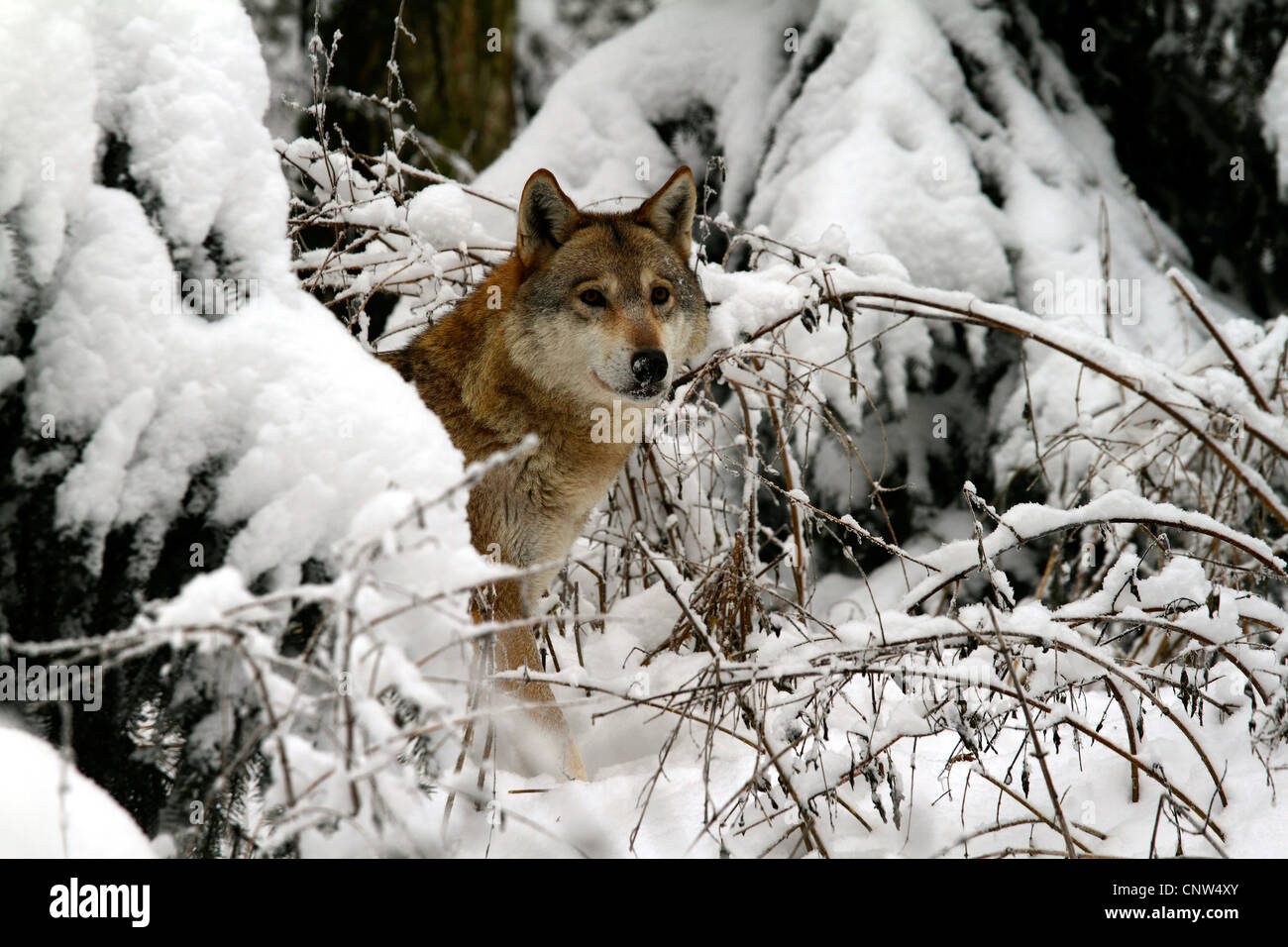 European gray wolf (Canis lupus lupus), peeking from behind a spruce ...
