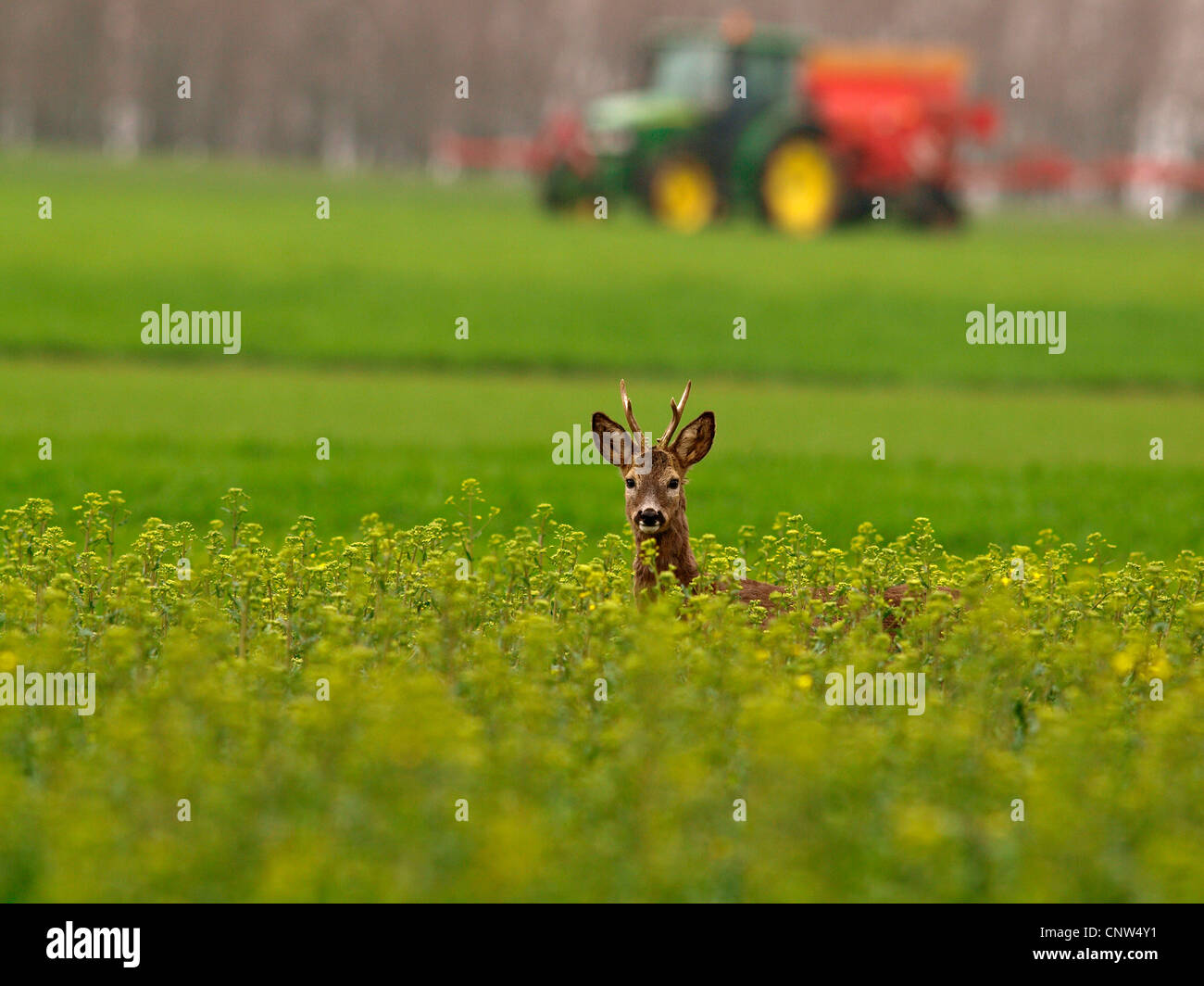roe deer (Capreolus capreolus), roebuck in a rape field, Germany Stock ...
