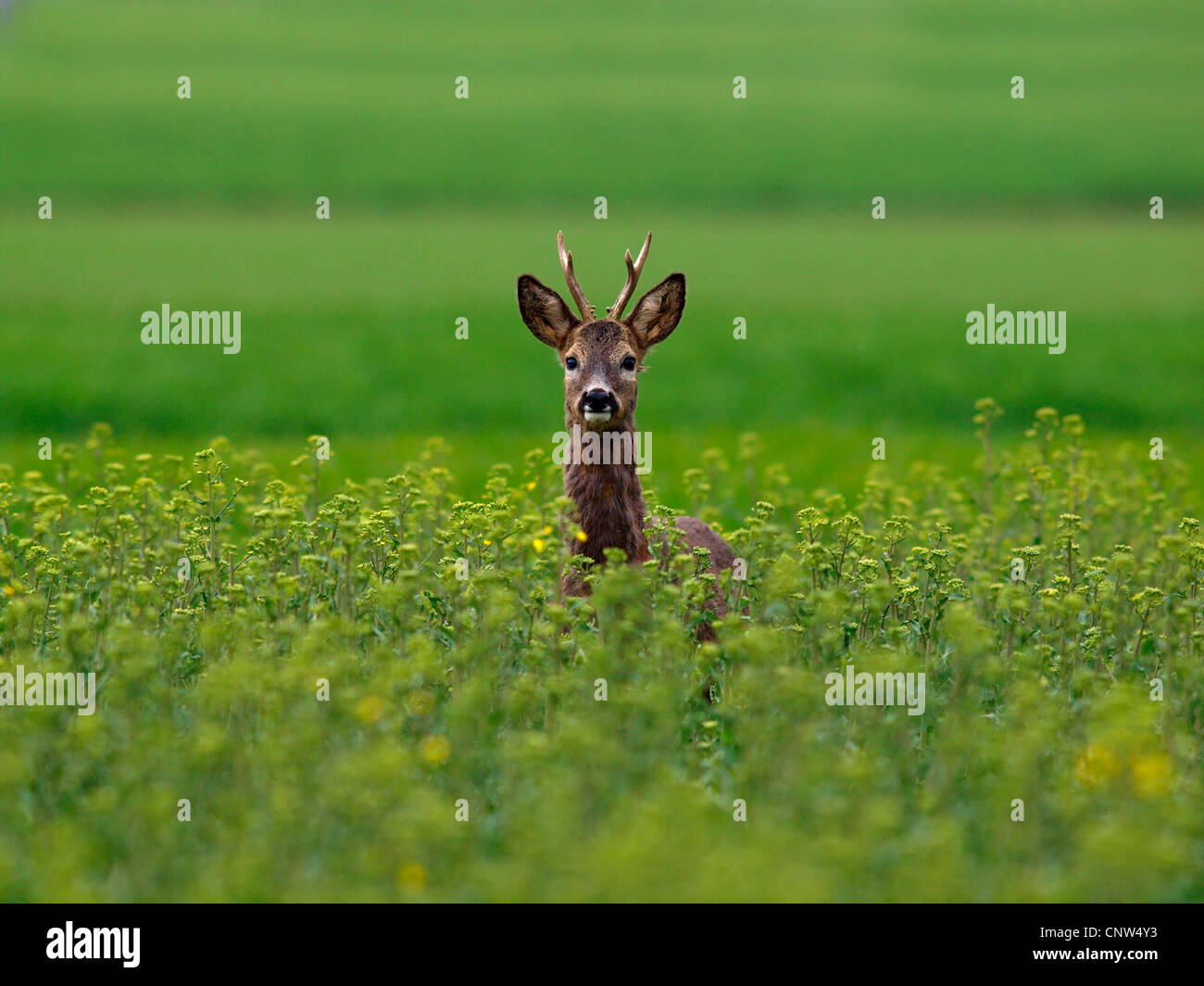 roe deer (Capreolus capreolus), roebuck in a rape field, Germany Stock ...