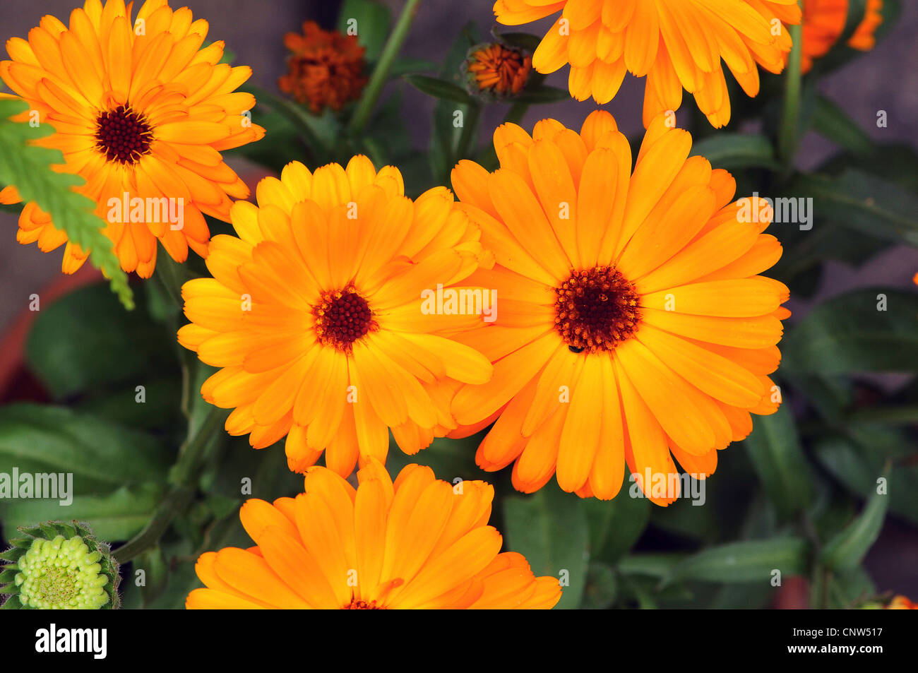 Flowers marigolds hi-res stock photography and images - Alamy