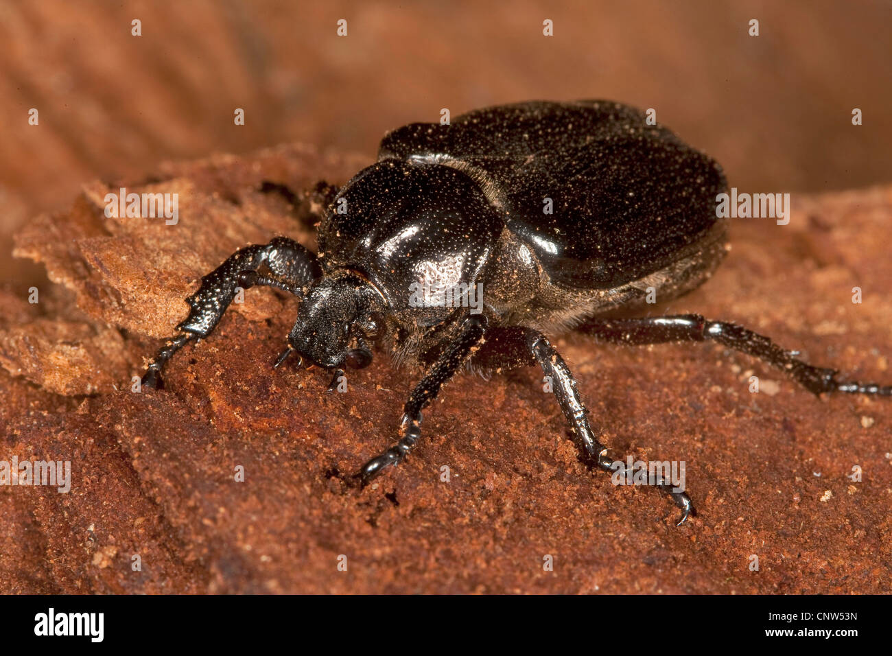 hermit beetle (Osmoderma eremita), on stone Stock Photo - Alamy