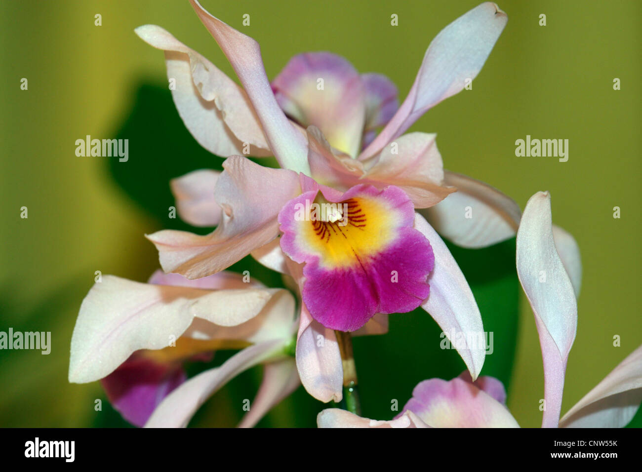 cattleya orchid (Cattleya), blooming Stock Photo - Alamy