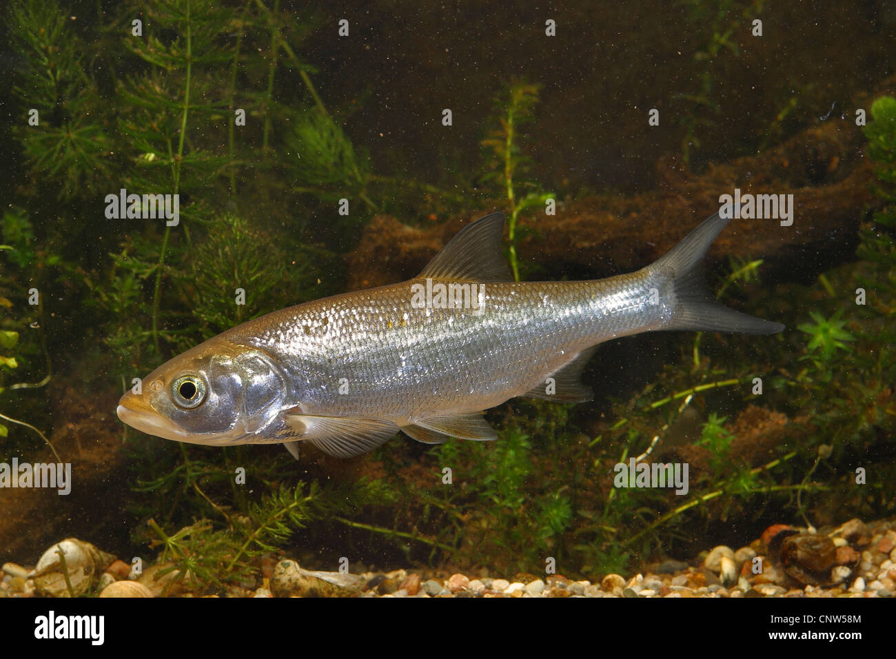 asp (Aspius aspius), swimming in front of water plants Stock Photo - Alamy