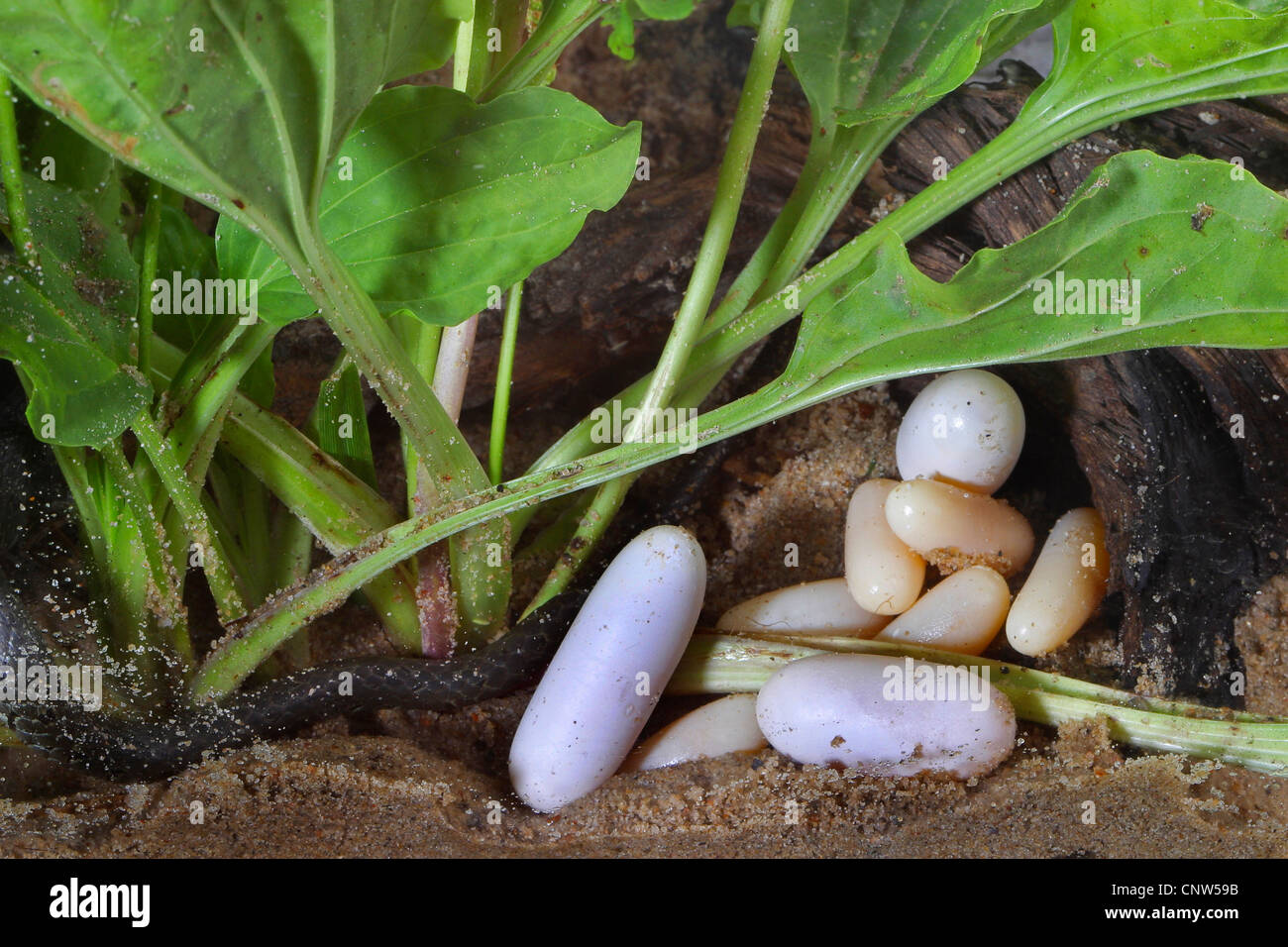 Grass snake eggs hi-res stock photography and images - Alamy