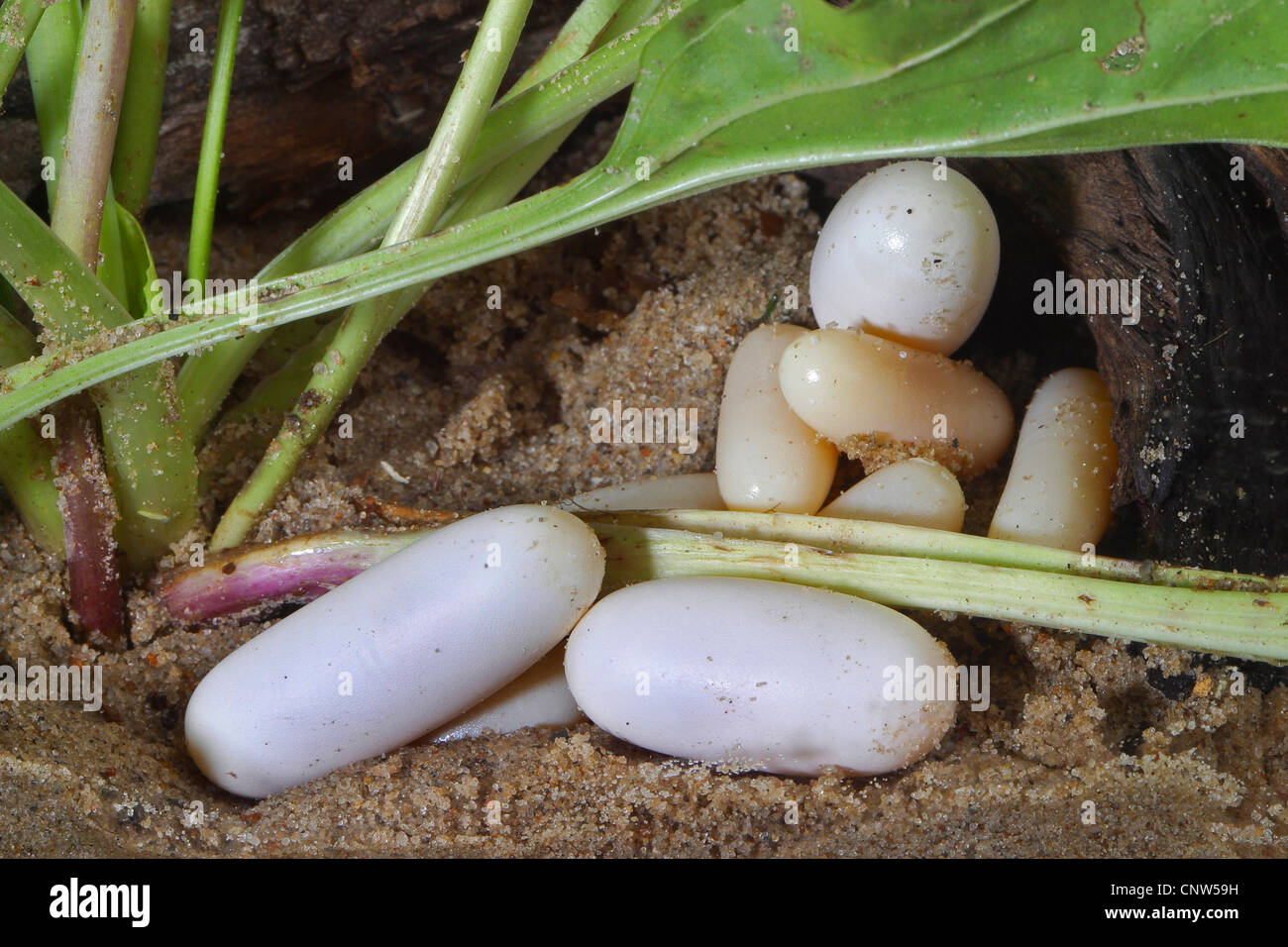 Grass snake eggs hi-res stock photography and images - Alamy