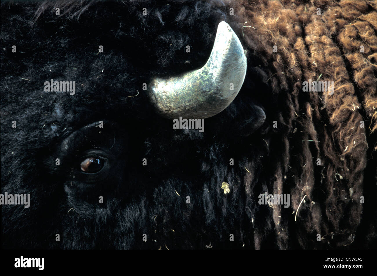 European bison (Bison bonasus), Bovidae. In captivity Stock Photo - Alamy