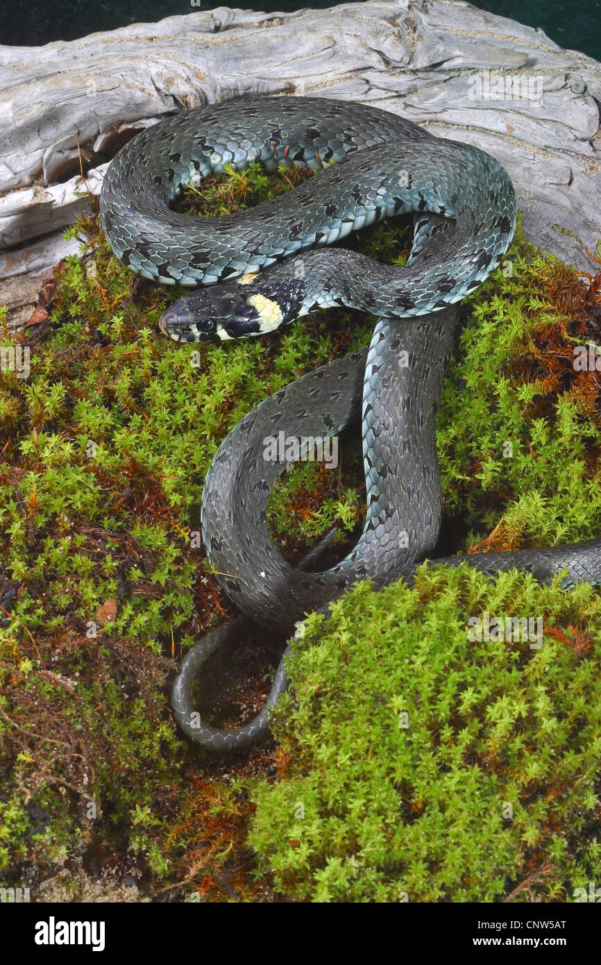 Lys on moss hi-res stock photography and images - Alamy