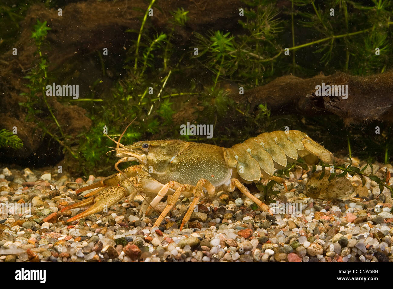 Long clawed crayfish hi-res stock photography and images - Alamy