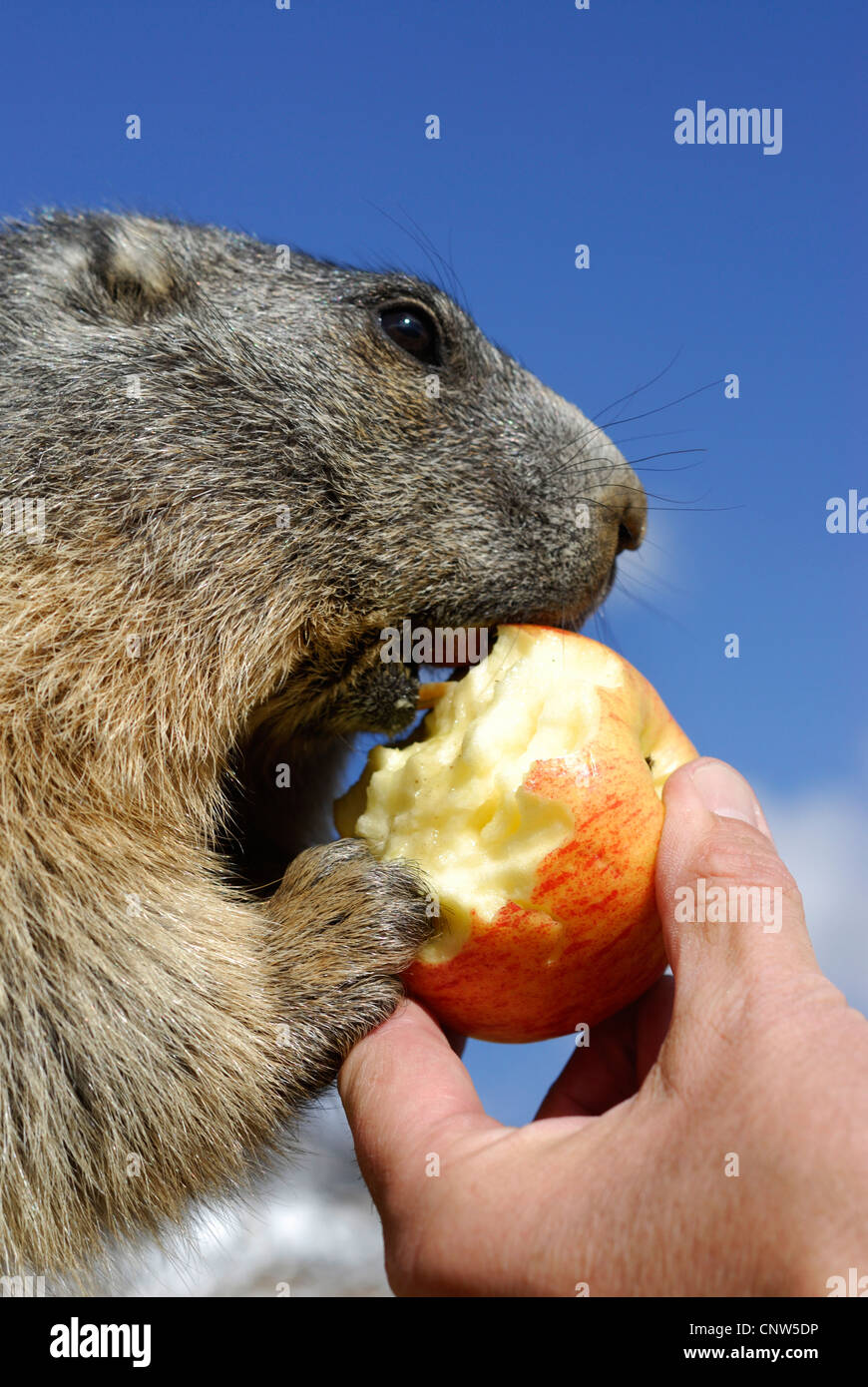 alpine marmot (Marmota marmota), marmot is feeded on an apple, Austria, Hohe Tauern National ...