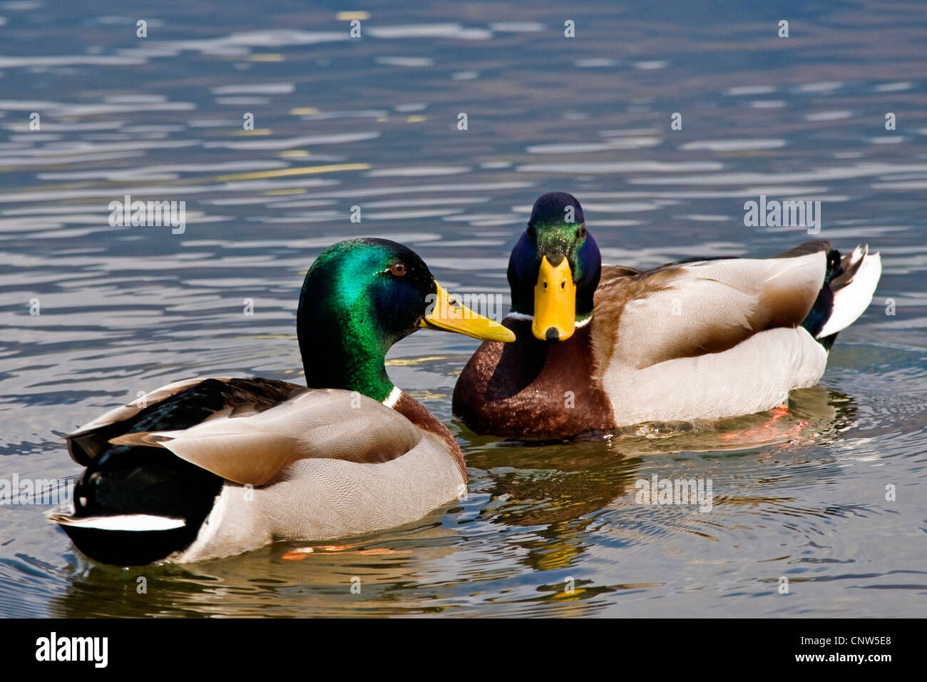 Switzerland, Canton Ticino, Bolle di Magadino Natural Reserve, mallards ...