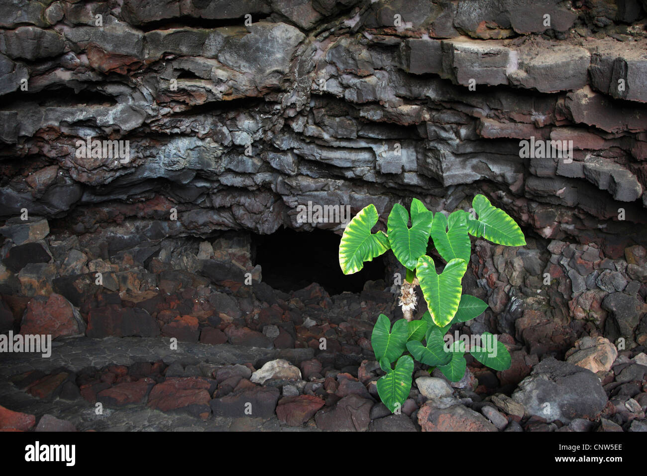 elephant's ear (Alocasia macrorrhiza), Entrance to the volcano tunnel ...