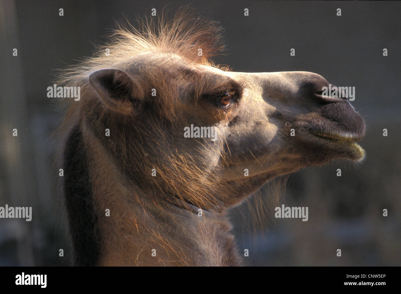 Central asia roberto nistri mammals mammal animal animals hi-res stock ...