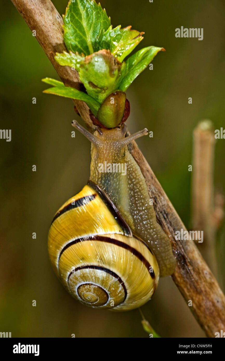 brown-lipped snail, grove snail, grovesnail, English garden snail ...
