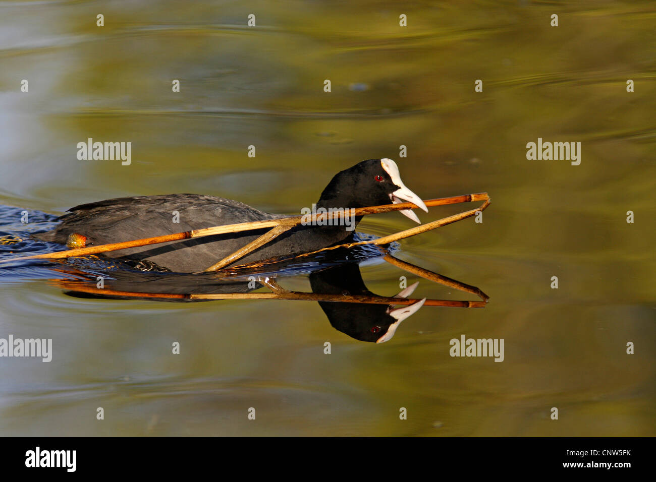 Spear Beak High Resolution Stock Photography and Images - Alamy