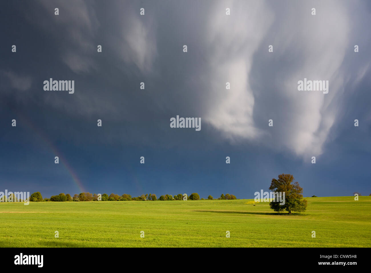 meadow with leaved tree and rainbow, Germany, Saxony Stock Photo - Alamy