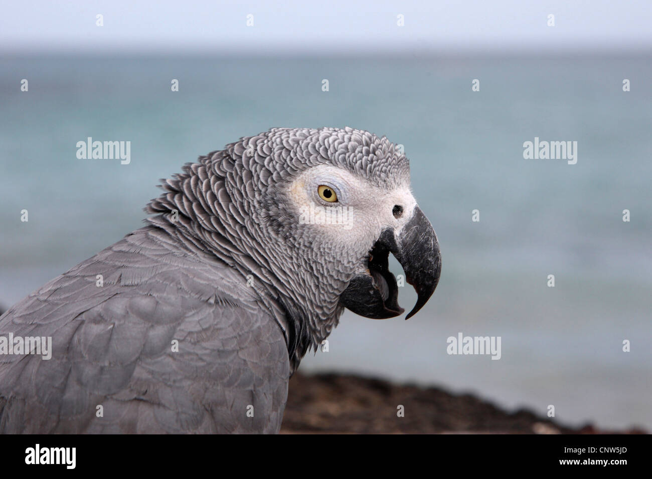 grey parrot (Psittacus erithacus), portrait, Canary Islands, Lanzarote ...