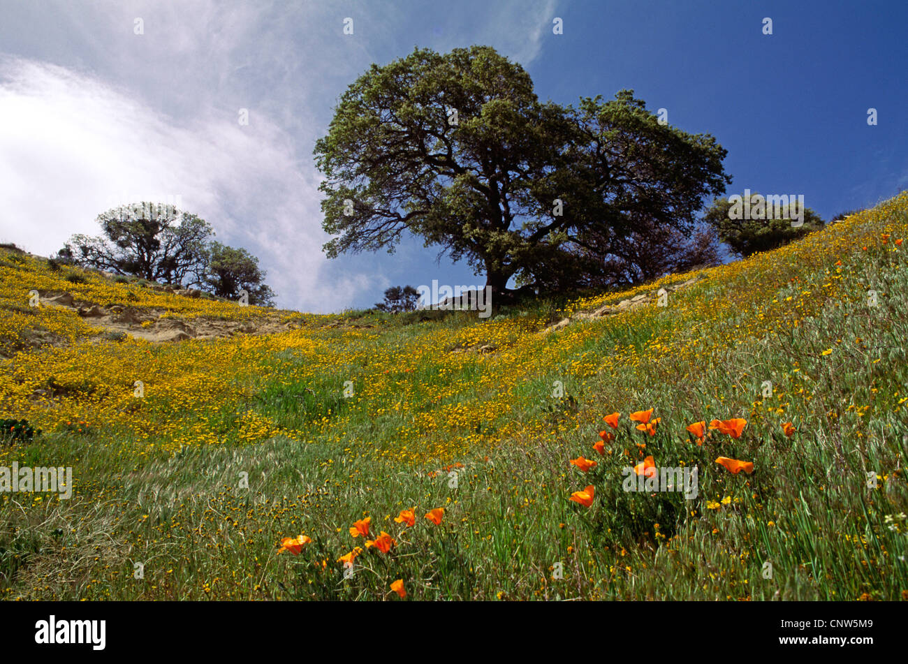 Californian tree poppy plant hi-res stock photography and images - Alamy