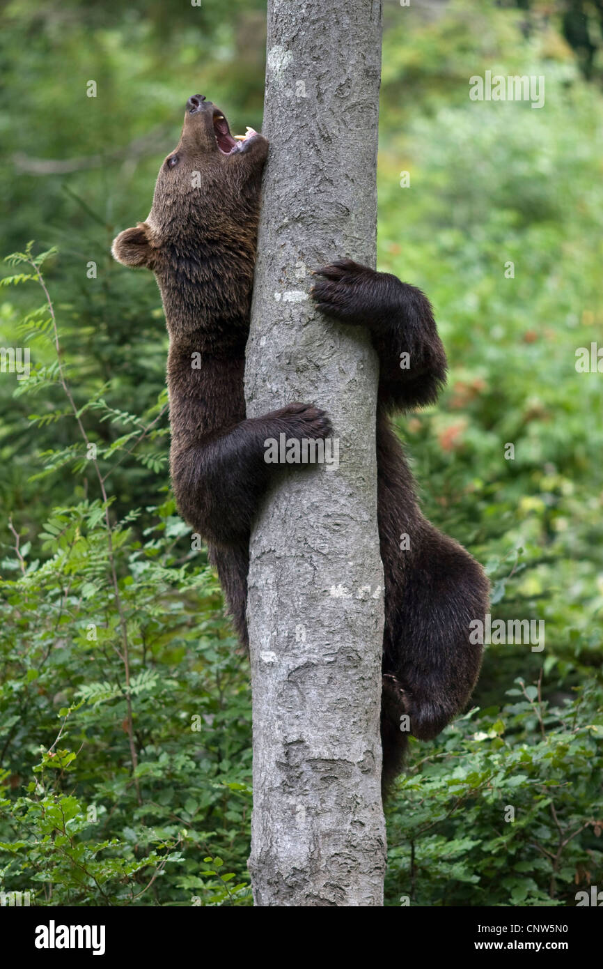 brown bear (Ursus arctos), climbing on a tree, Germany, Bavaria ...