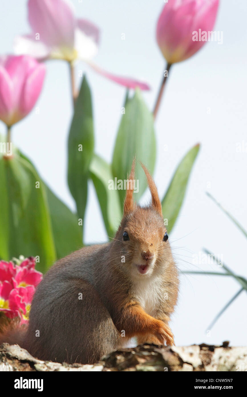European red squirrel, Eurasian red squirrel (Sciurus vulgaris), in a ...