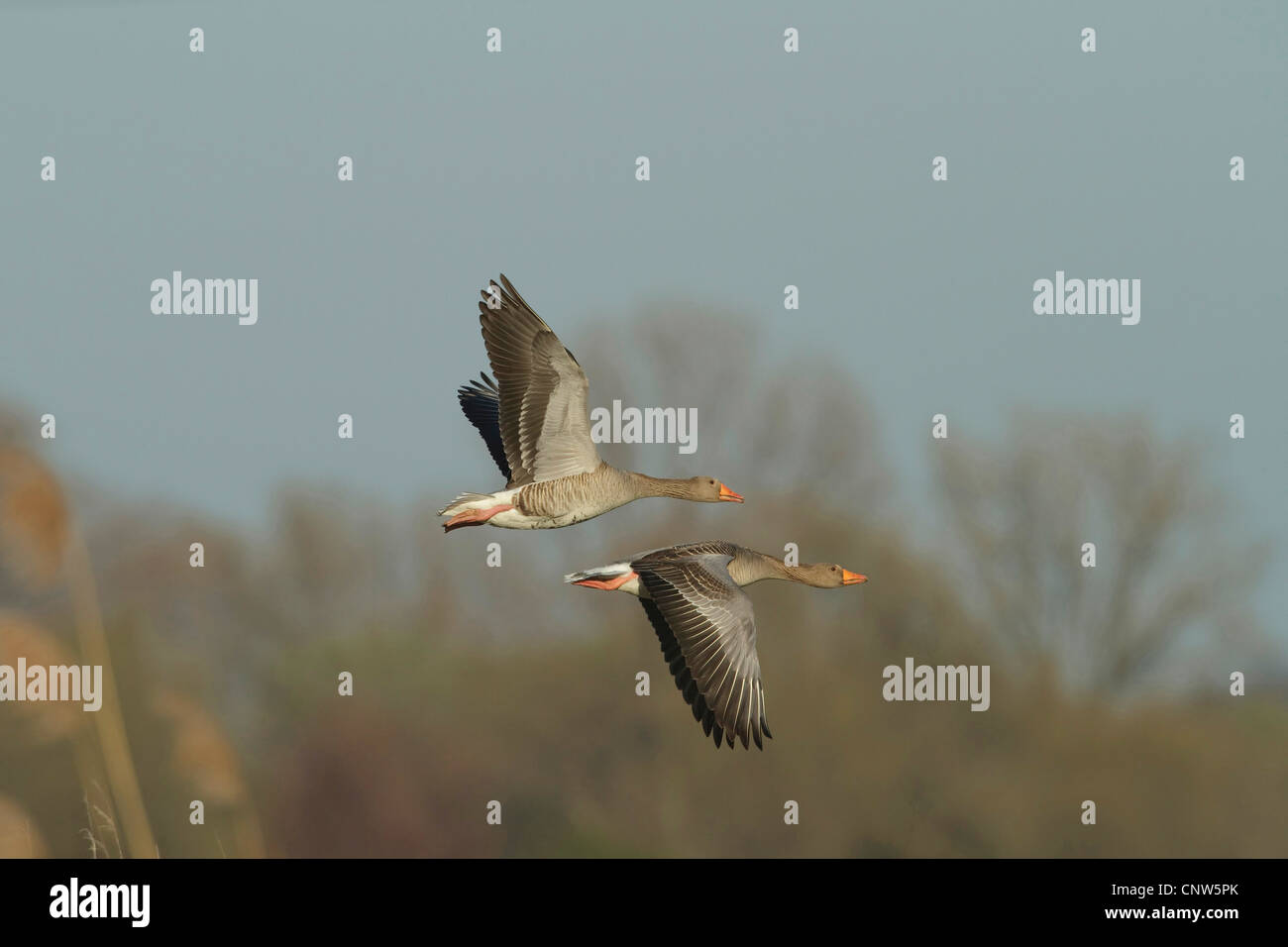 greylag goose (Anser anser), two birds flying, Germany Stock Photo - Alamy