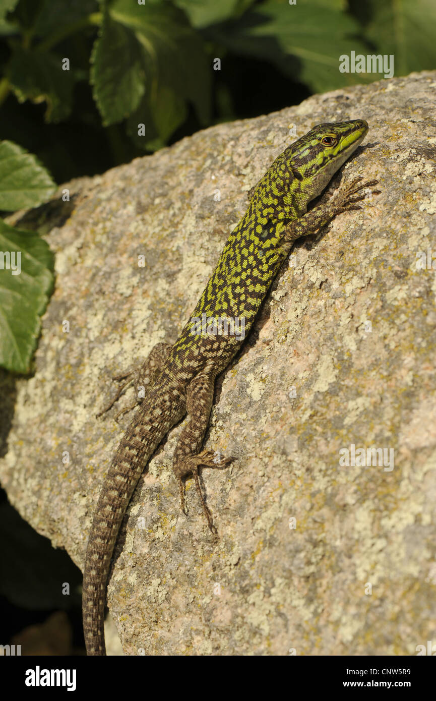 Ruin lizards hi-res stock photography and images - Alamy