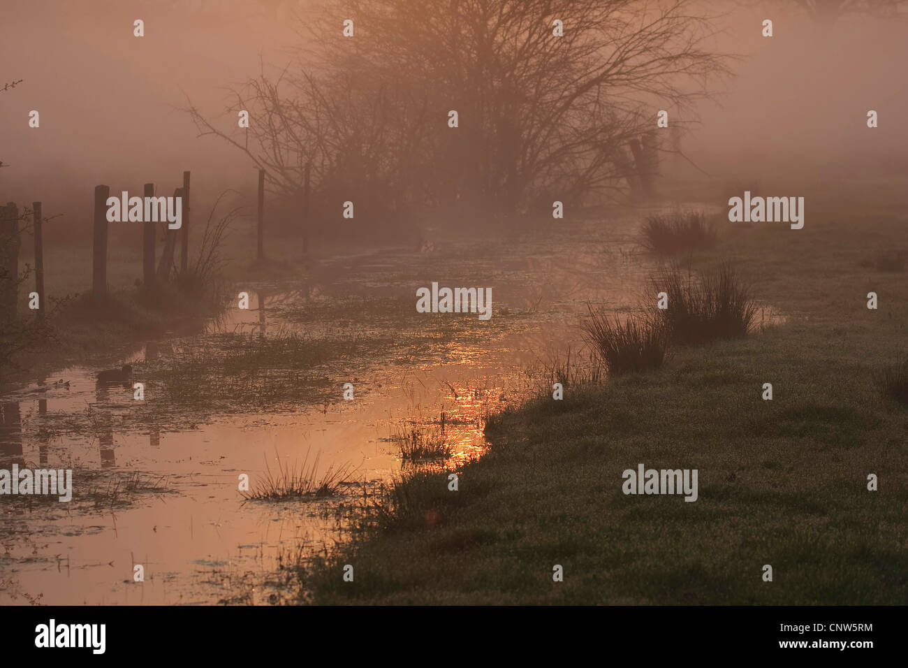 Marsh in the morning hi-res stock photography and images - Alamy