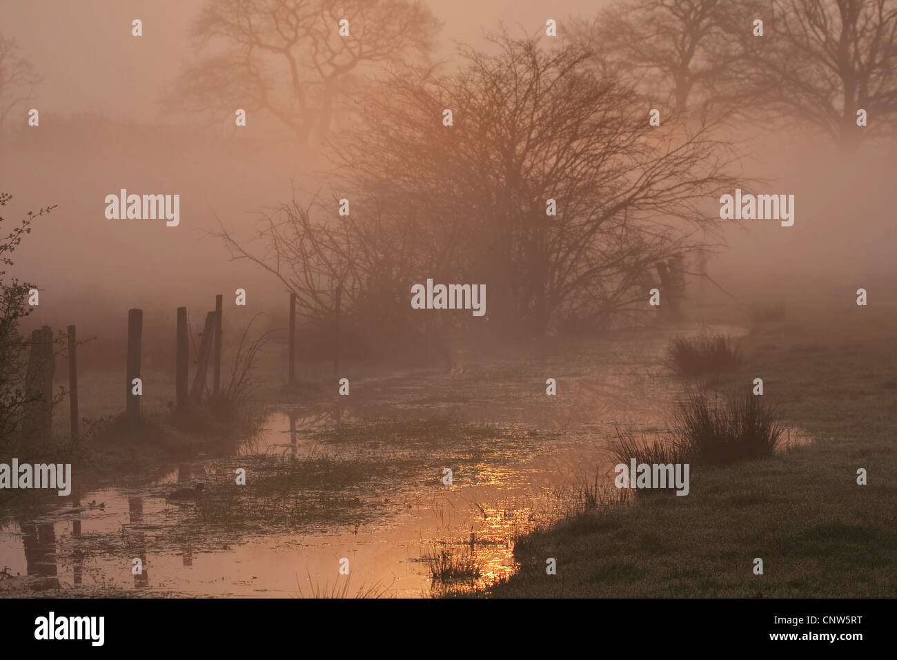 Marsh morning natural hi-res stock photography and images - Alamy
