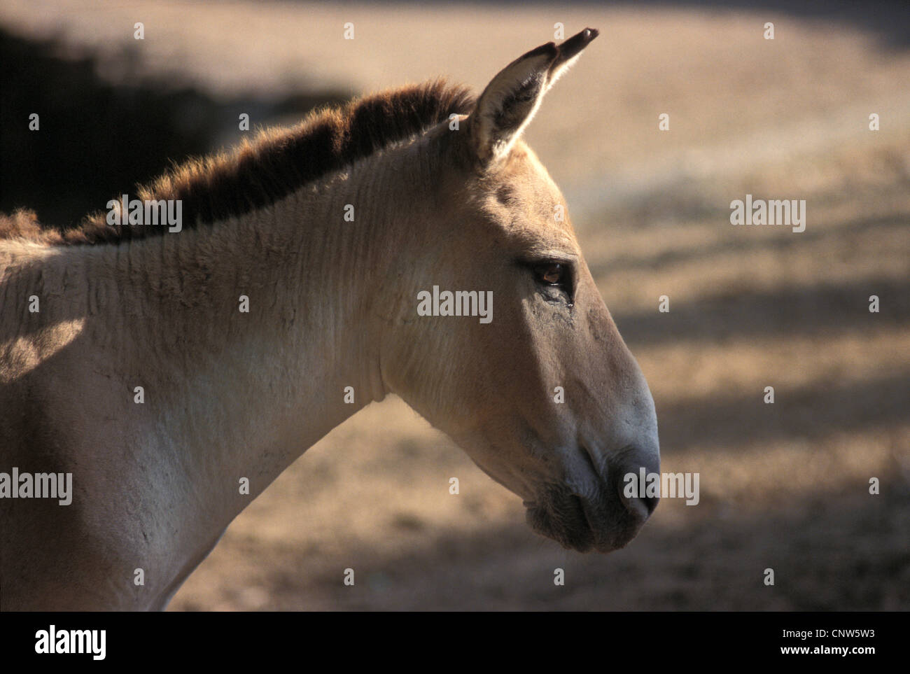 Asian Wild Ass, Kulan Equus hemionus, Equidae, Mammalia. In captivity ...