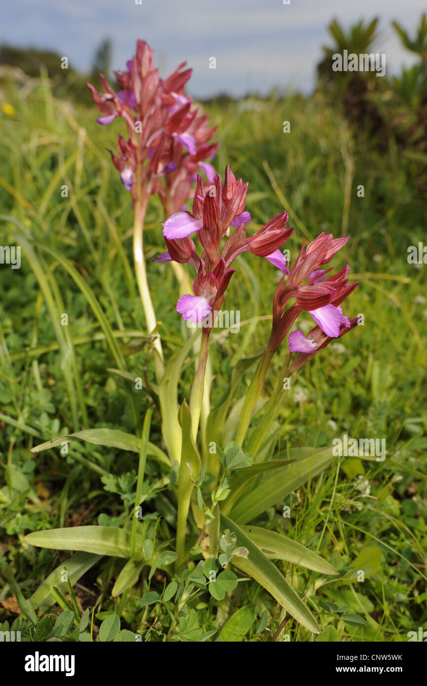 butterfly orchis (Orchis papilionacea var. rubra), flowering, Italy ...