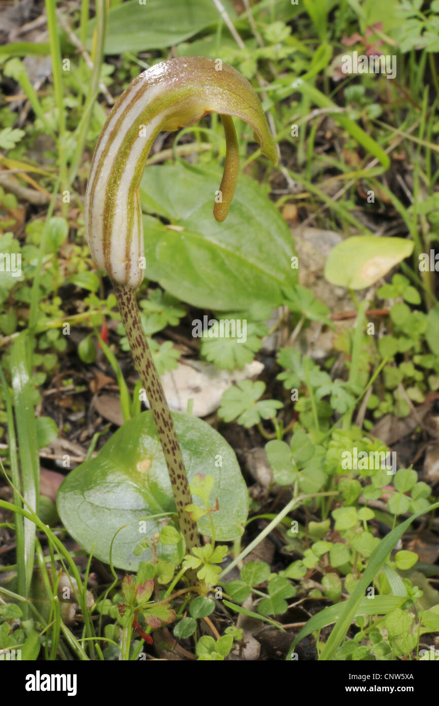 Friars Cowl Arisarum Vulgare High Resolution Stock Photography and ...